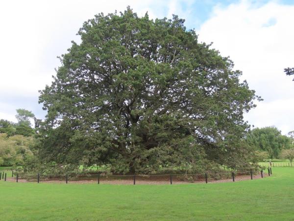 Acute Oak Decline and the Decline Disease Spiral Model: the State of ...