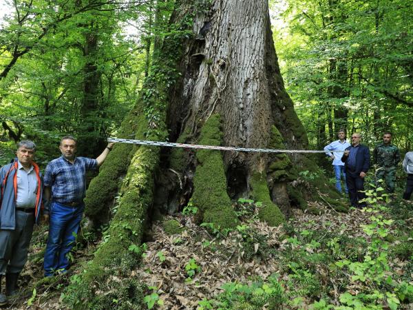Michael Craig-Martin's "An Oak Tree" | International Oak Society