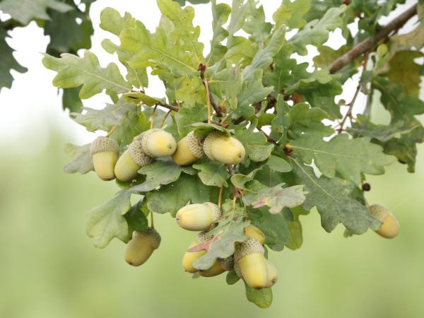 Updated Classification of Oaks: a Summary | International Oak Society
