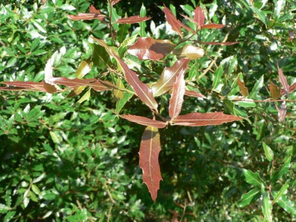 Roderick Cameron's blog | International Oak Society