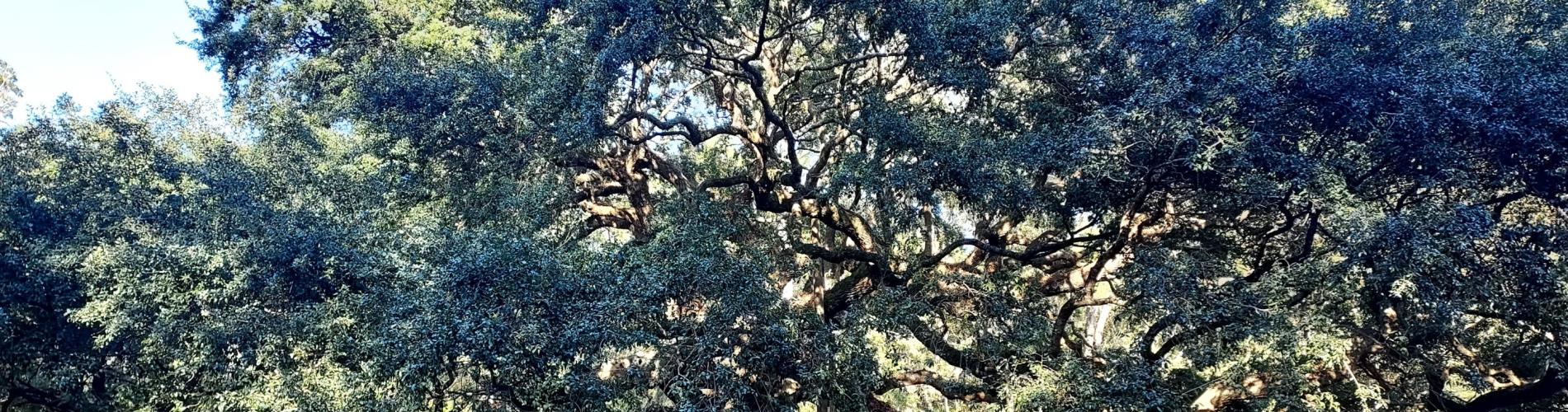 International Oak Society