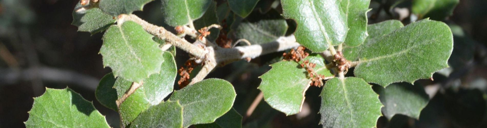 International Oak Society