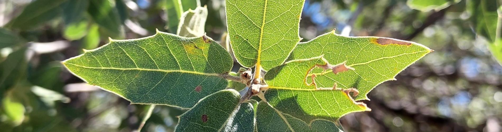 International Oak Society
