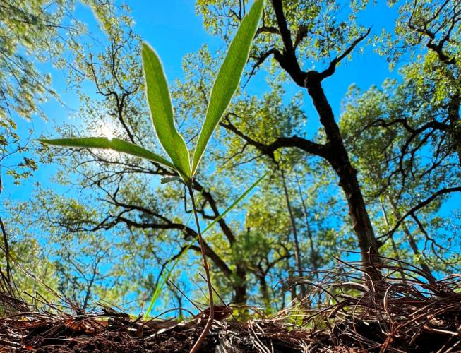 IOS Announces Grant Awards for 2025 | International Oak Society