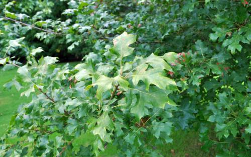 Oak Open Day Belgium: Meise | International Oak Society