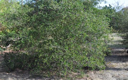 7th International Oak Society Conference - Post-Conference Tour - Oct ...