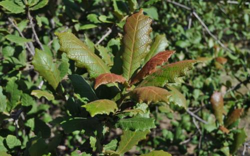 7th International Oak Society Conference - Post-Conference Tour - Oct ...