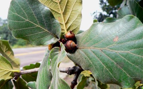 Mexico 2010 Collecting Trip | International Oak Society