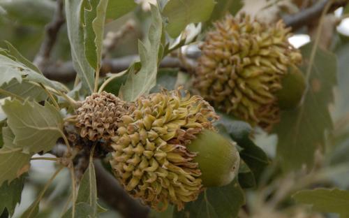 Northern Greece Gallery II | International Oak Society