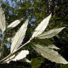 Bhutan Temptations | International Oak Society