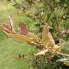 Species Spotlight: Quercus leucotrichophora A. Camus | International ...