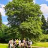 Michael Craig-Martin's "An Oak Tree" | International Oak Society