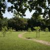 Michael Craig-Martin's "An Oak Tree" | International Oak Society